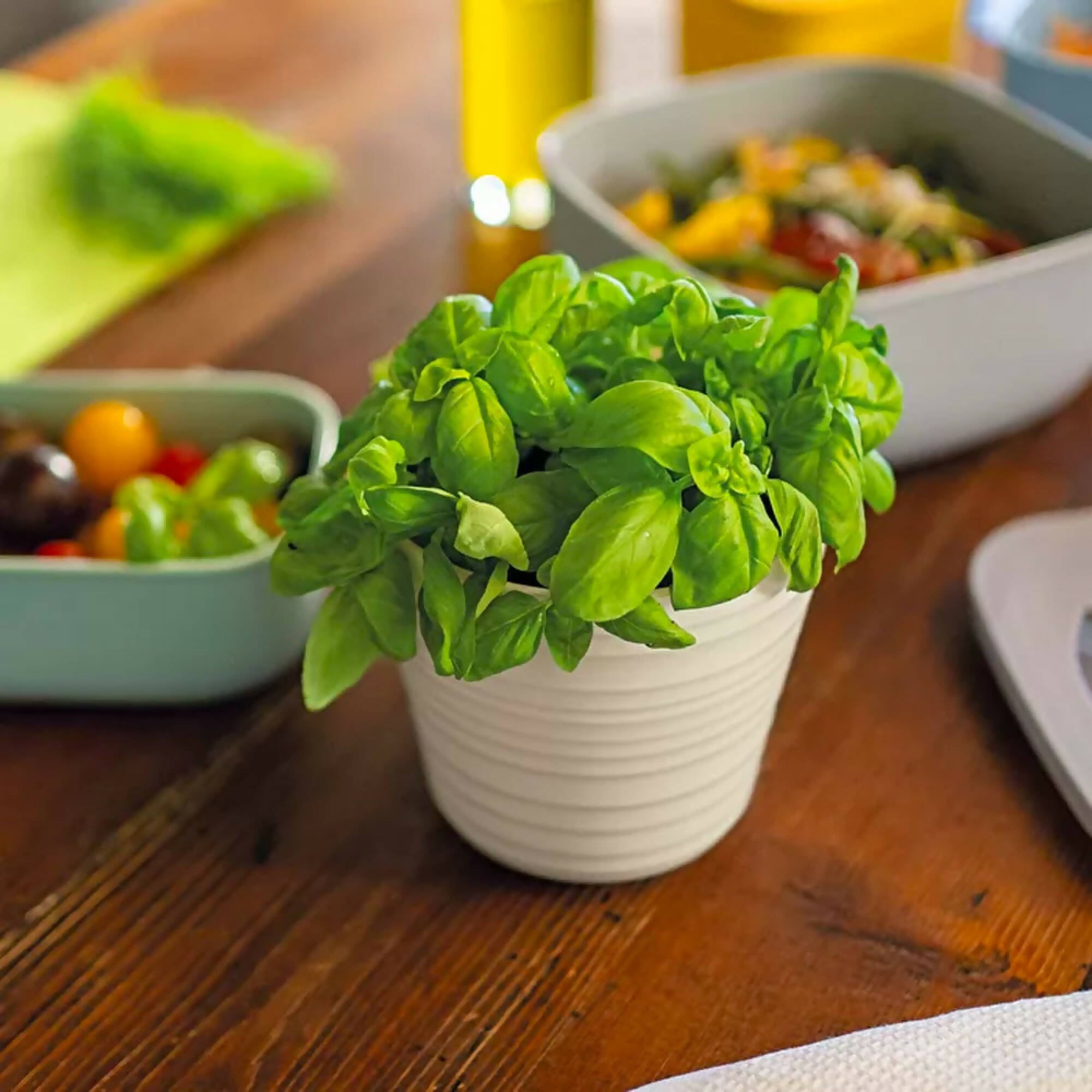 Macetero para Hierbas Tierra Single Plant – Kitchen Center